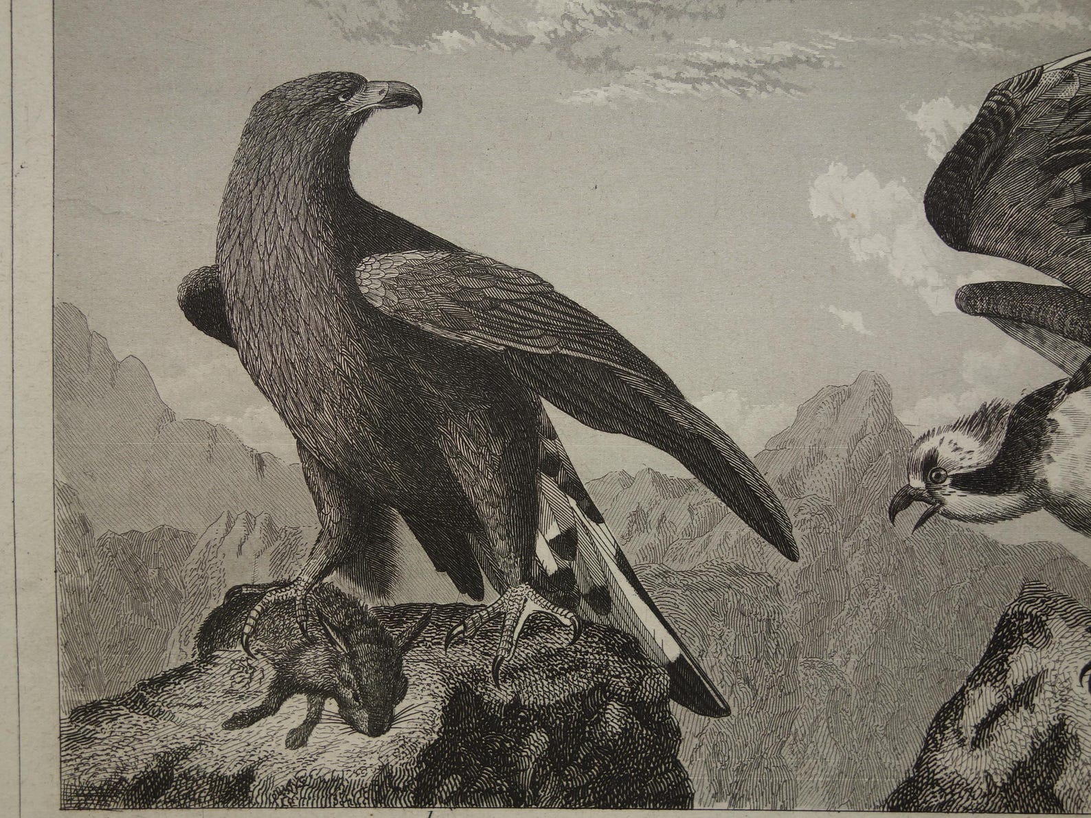 175+ Years Old Bird Print Original Antique Poster Vintage Pictures of ...