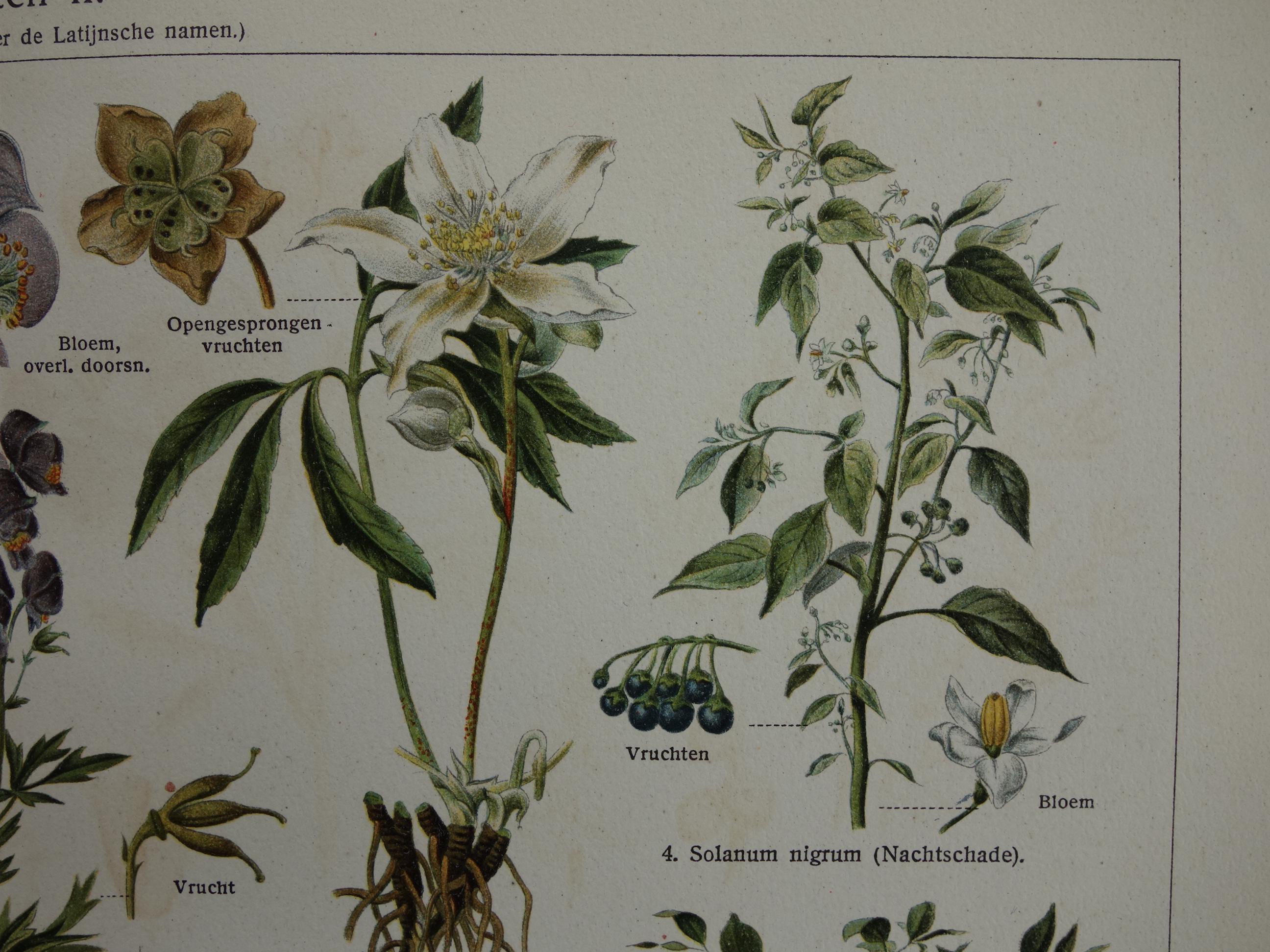 Old Botanical Print of Poisonous Plants 1928 Original Vintage Botany ...