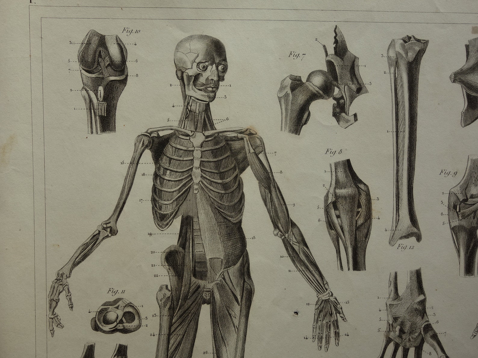 1849 Antique Anatomy Print SKELETON Original Old Anatomical - Etsy