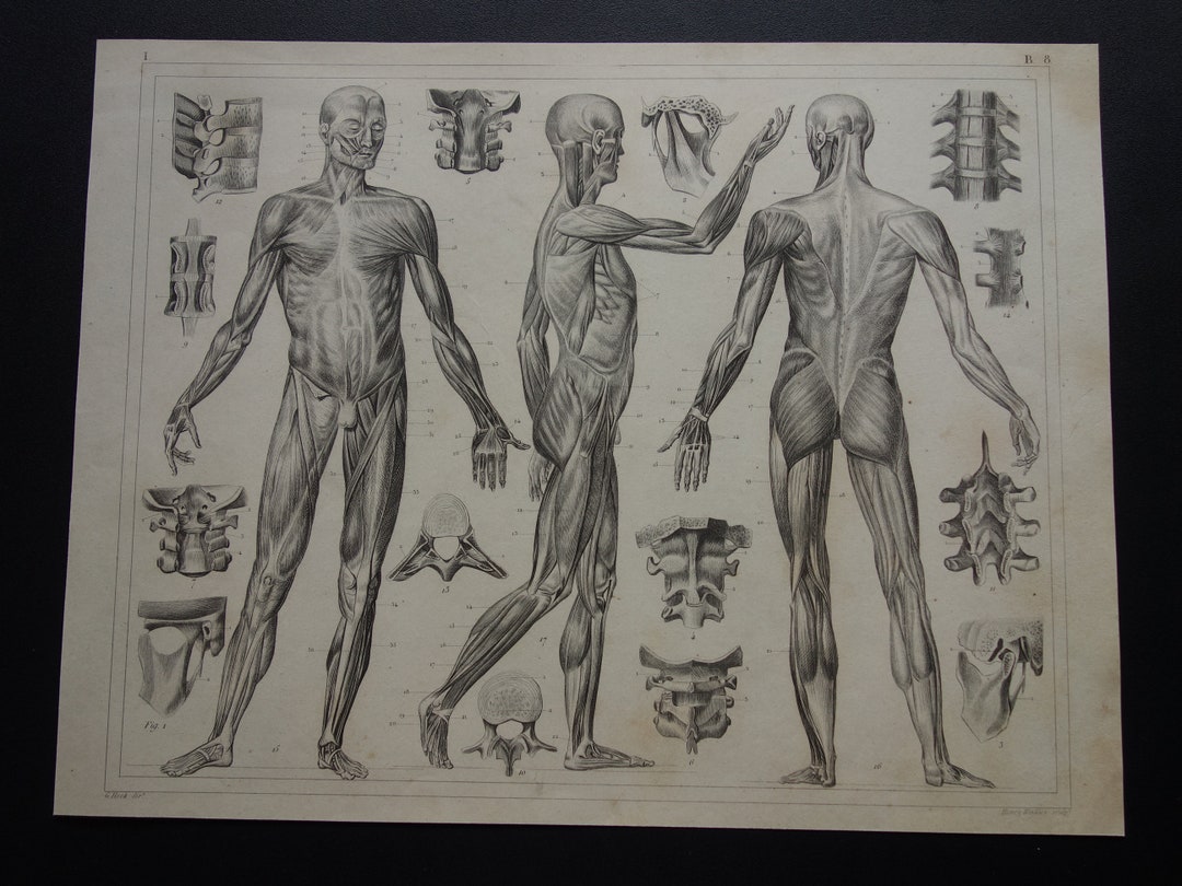 1849 Antique ANATOMY Print Original Old Anatomical Poster Vintage ...
