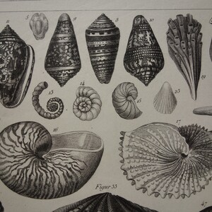 SHELLS Old Print of Marine Life Original 1849 Antique Pictures of Shell ...