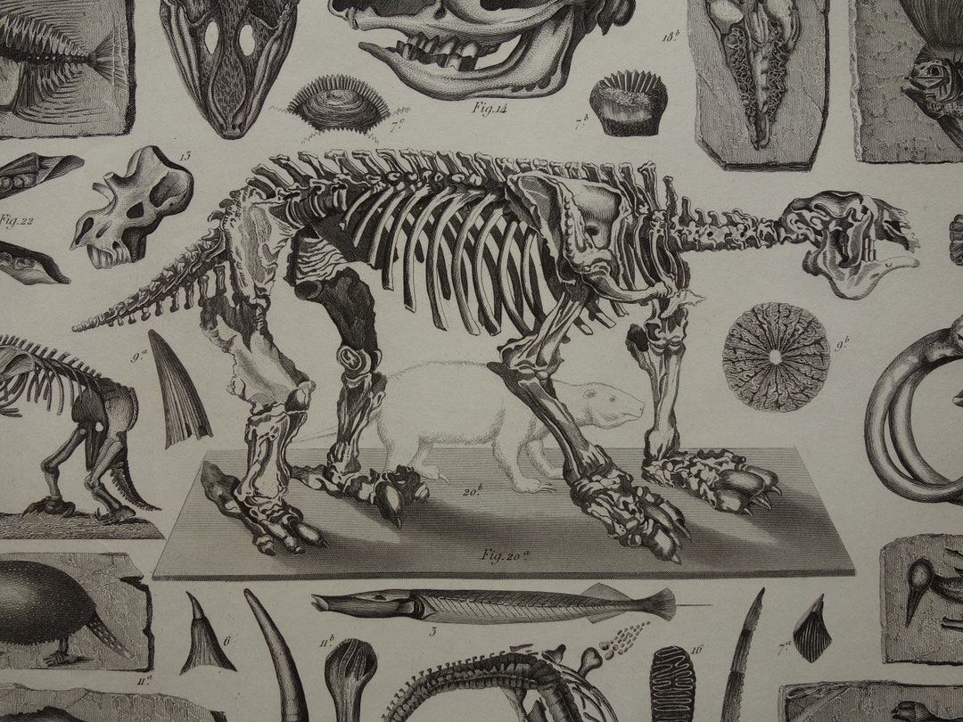 Old Fossils Print 1849 Original Antique Fossil Prints Pictures of ...