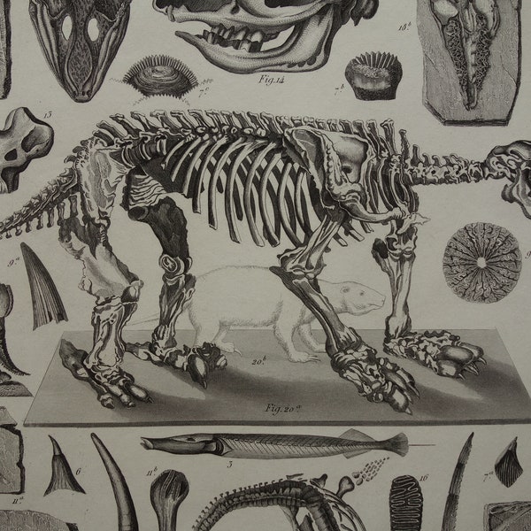 Fossils Print - Etsy