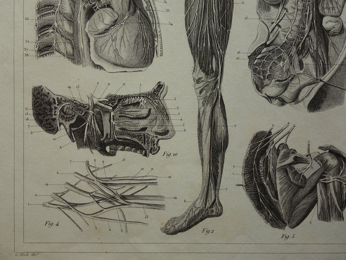NERVOUS SYSTEM Antique Anatomy Print 1849 Original Old - Etsy