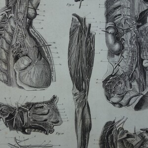 NERVOUS SYSTEM Antique Anatomy Print 1849 Original Old Anatomical ...