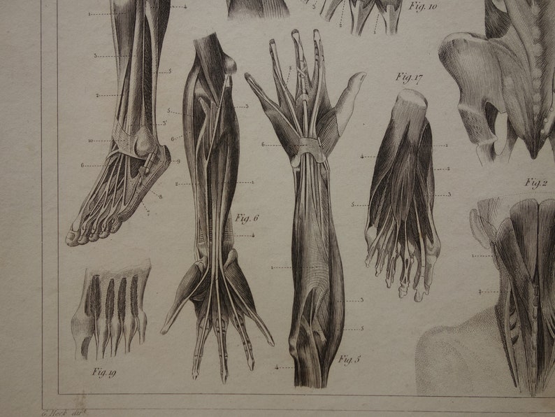 Antique Anatomy Print 170 Years Old Anatomical Poster With - Etsy
