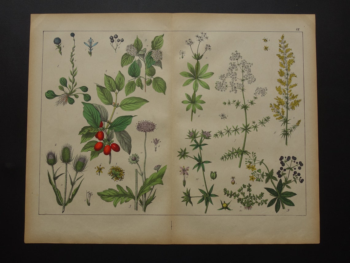 1879 Old Botanical Print LARGE Antique Floral Illustration of - Etsy