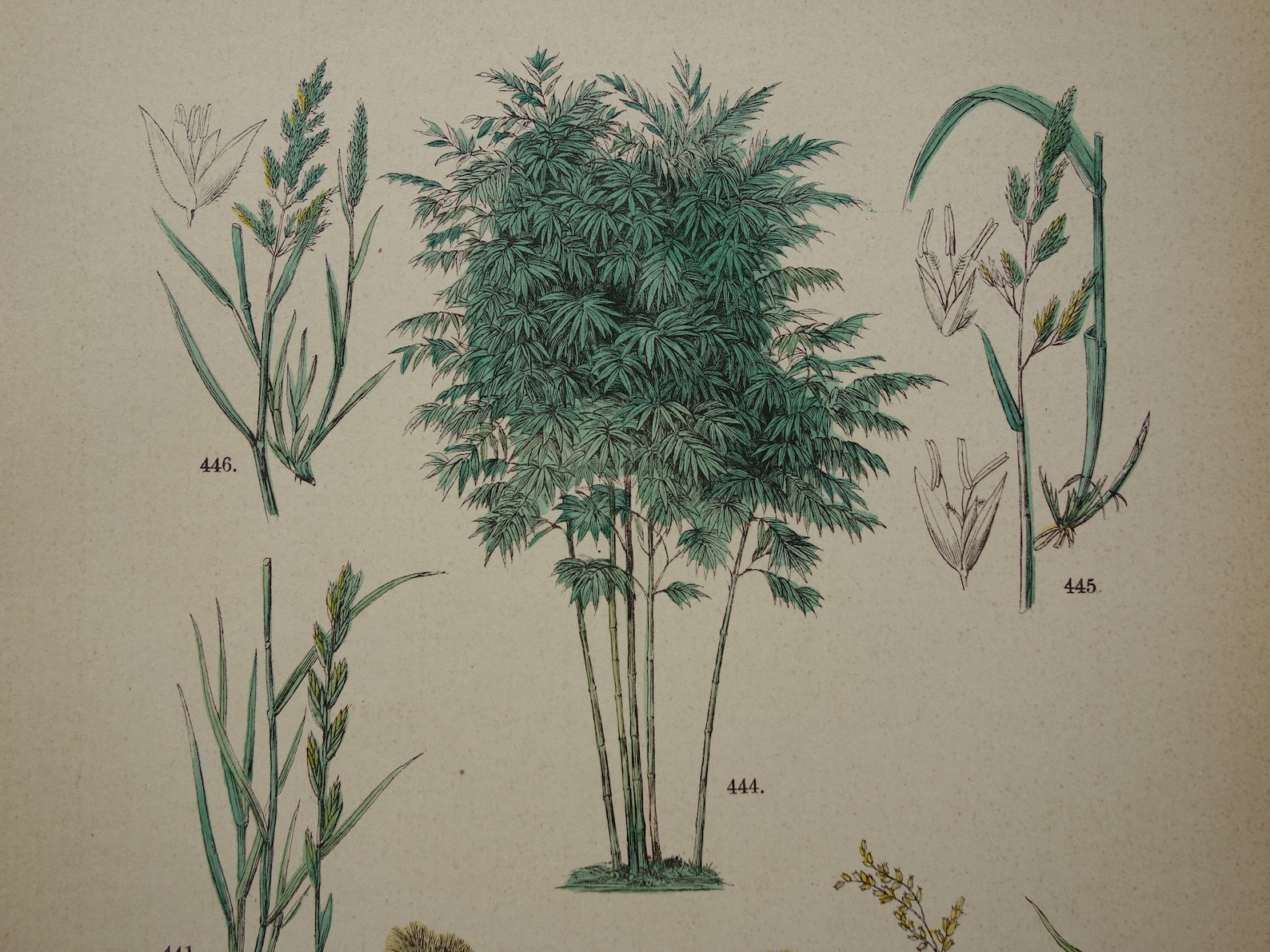 GRASSES Old Botanical Print of Grass Species 1884 Original Antique ...