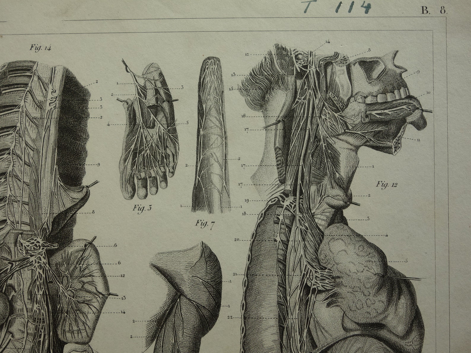 NERVOUS SYSTEM Antique Anatomy Print 1849 Original Old - Etsy