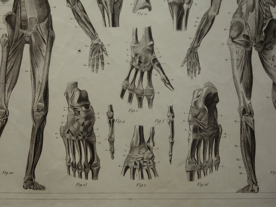 1849 Antique Anatomy Print SKELETON Original Old Anatomical - Etsy
