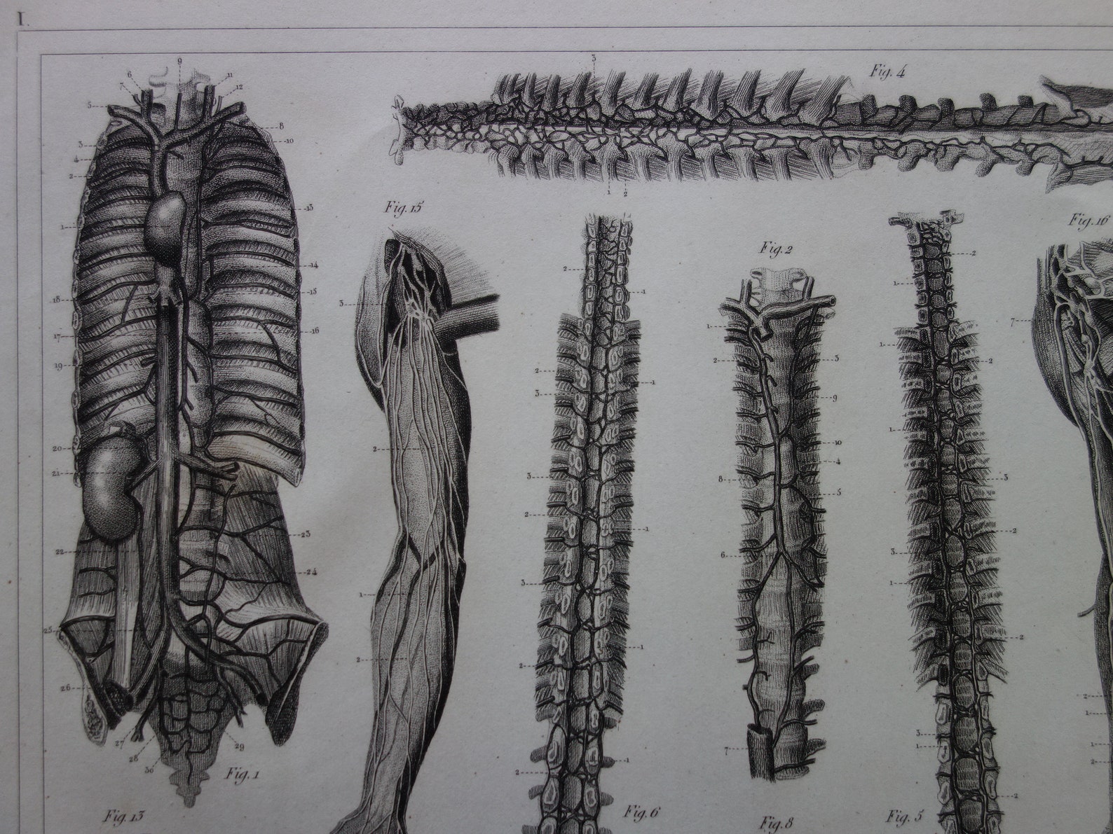 SPINE Antique Anatomy Print 1849 Original Old Anatomical - Etsy