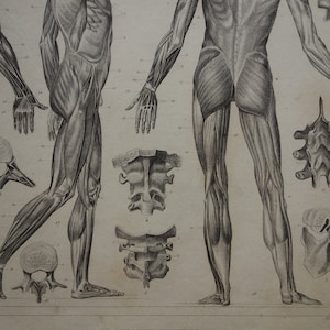 1849 Antique ANATOMY Print Original Old Anatomical Poster Vintage ...