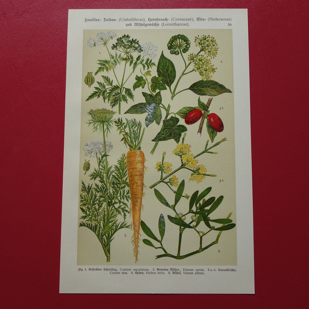 Antique Botanical Plate About Carrot Cornus Mas Cherry - Beautiful ...