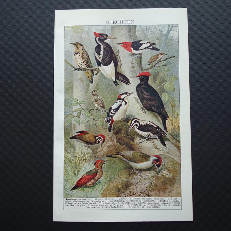 Arthur Singer Bird Art - Etsy UK