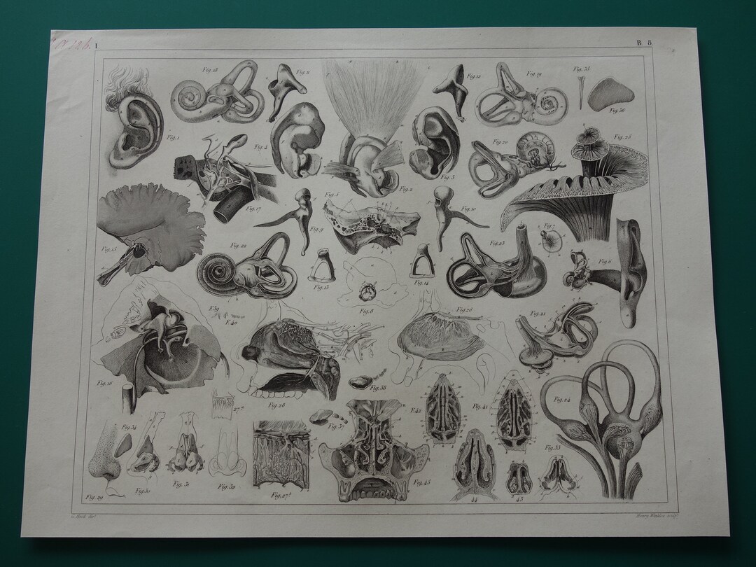 EAR Antique Anatomy Print of EARS Original 170 Years Old Anatomical ...