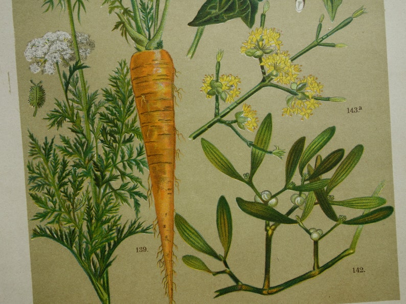 Antique botanical plate about Carrot Cornus Mas Cherry | Etsy