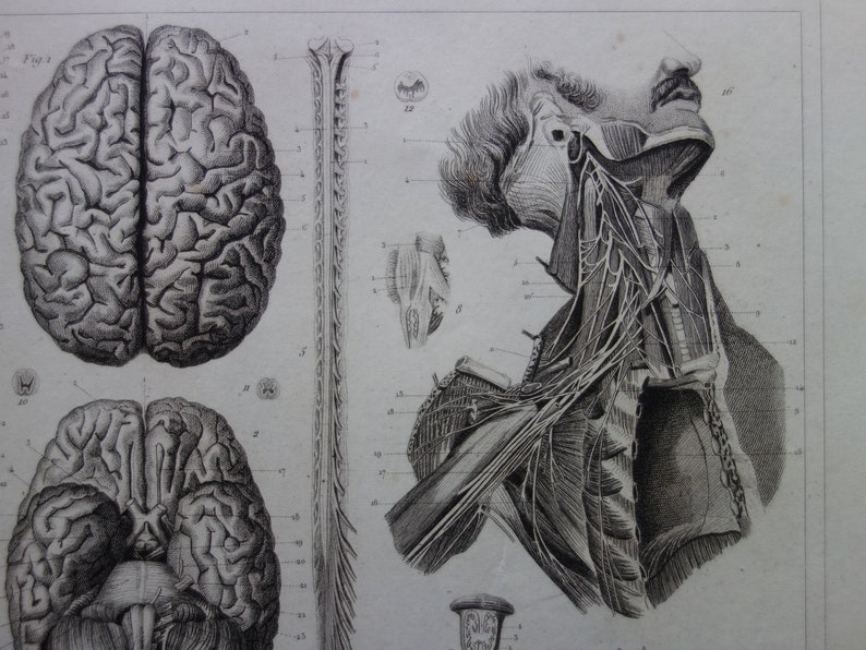 BRAIN old print 1849 antique anatomy poster vintage pictures | Etsy