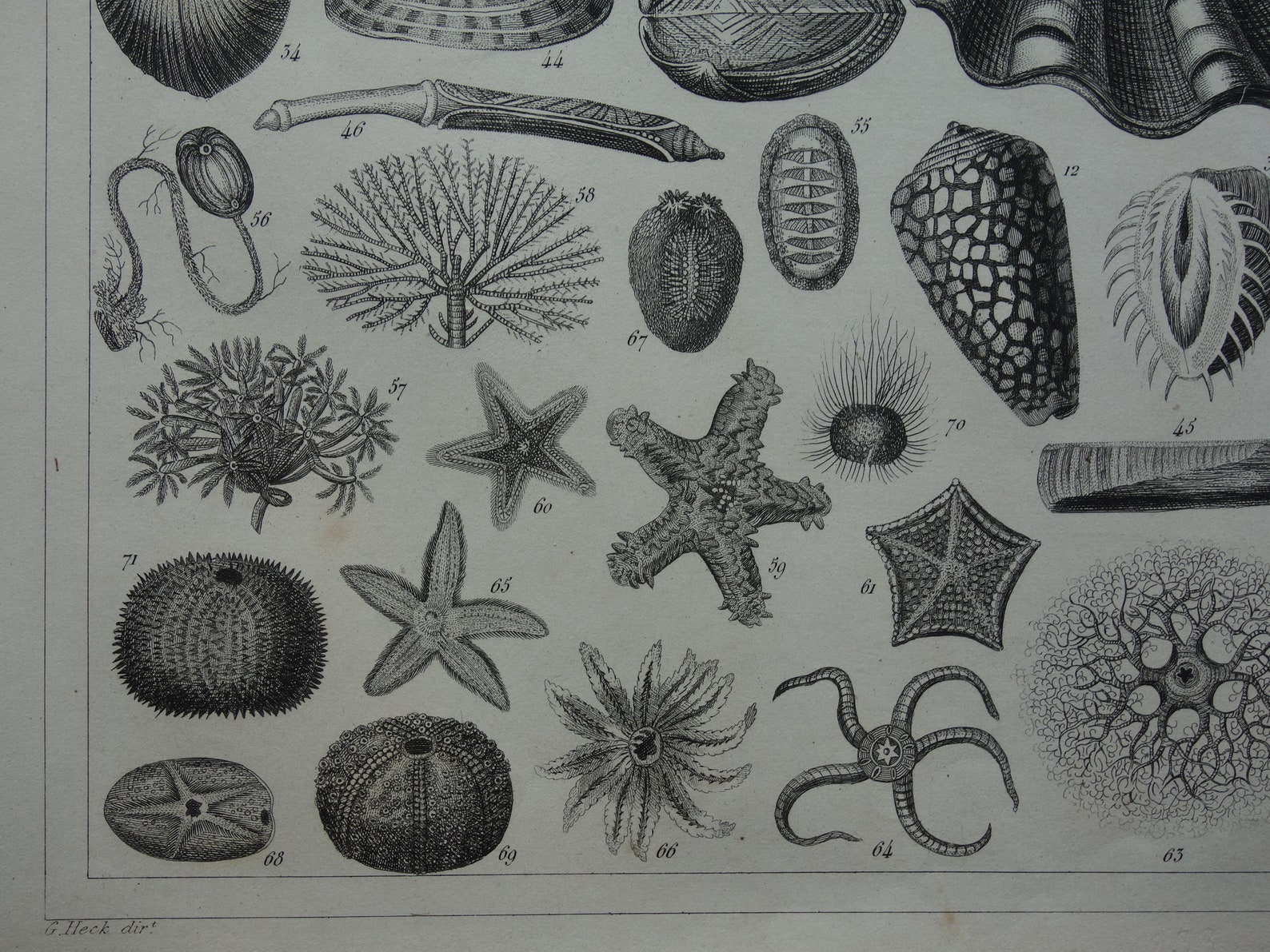 SHELLS Old Print of Marine Life Original 1849 Antique Pictures | Etsy