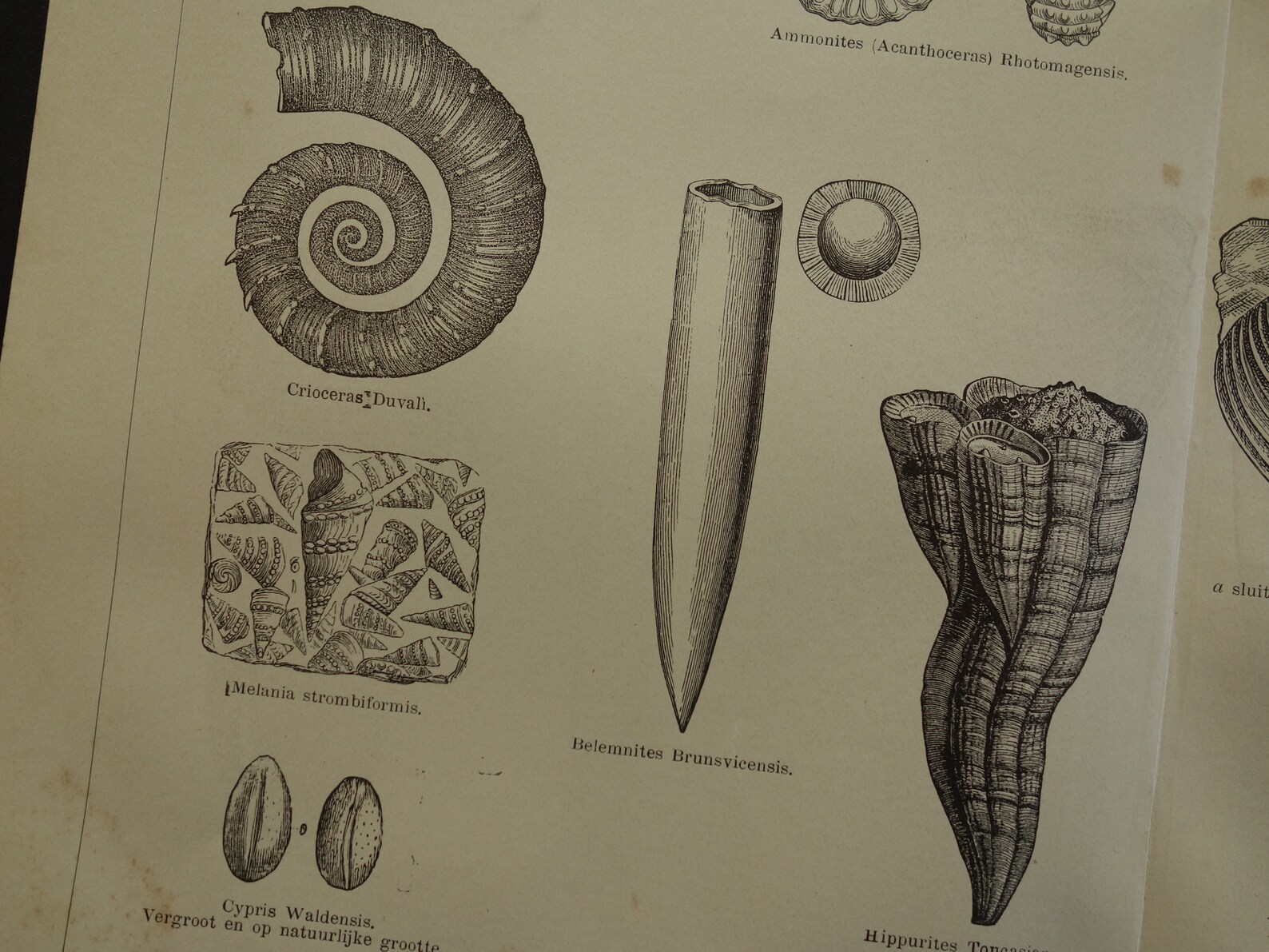 Vintage FOSSIL Print Original 1909 Old Pictures of Fossils - Etsy