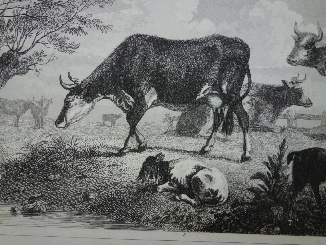 COWS Antique Print of Cow Breeds Original 1849 Antique Fauna - Etsy