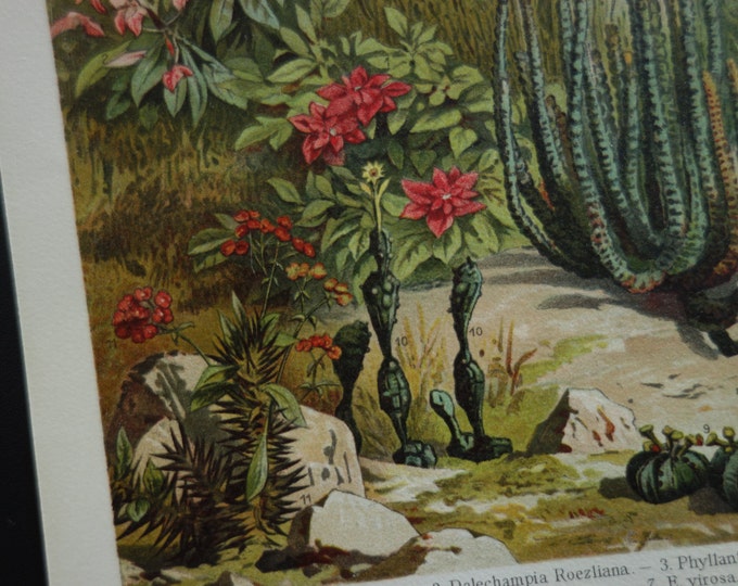 Antique Botanical Plate About Euphorbia Plants and Trees - Etsy