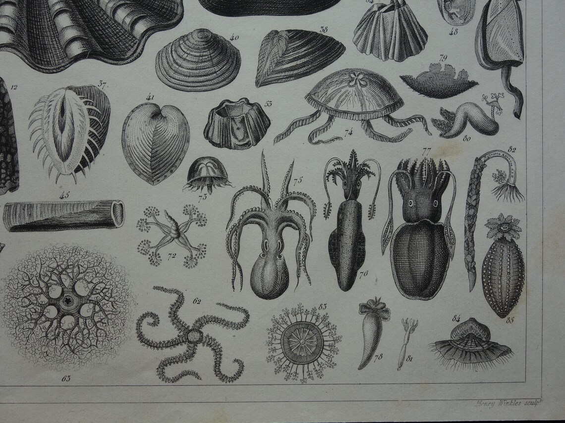SHELLS Old Print of Marine Life Original 1849 Antique Pictures | Etsy