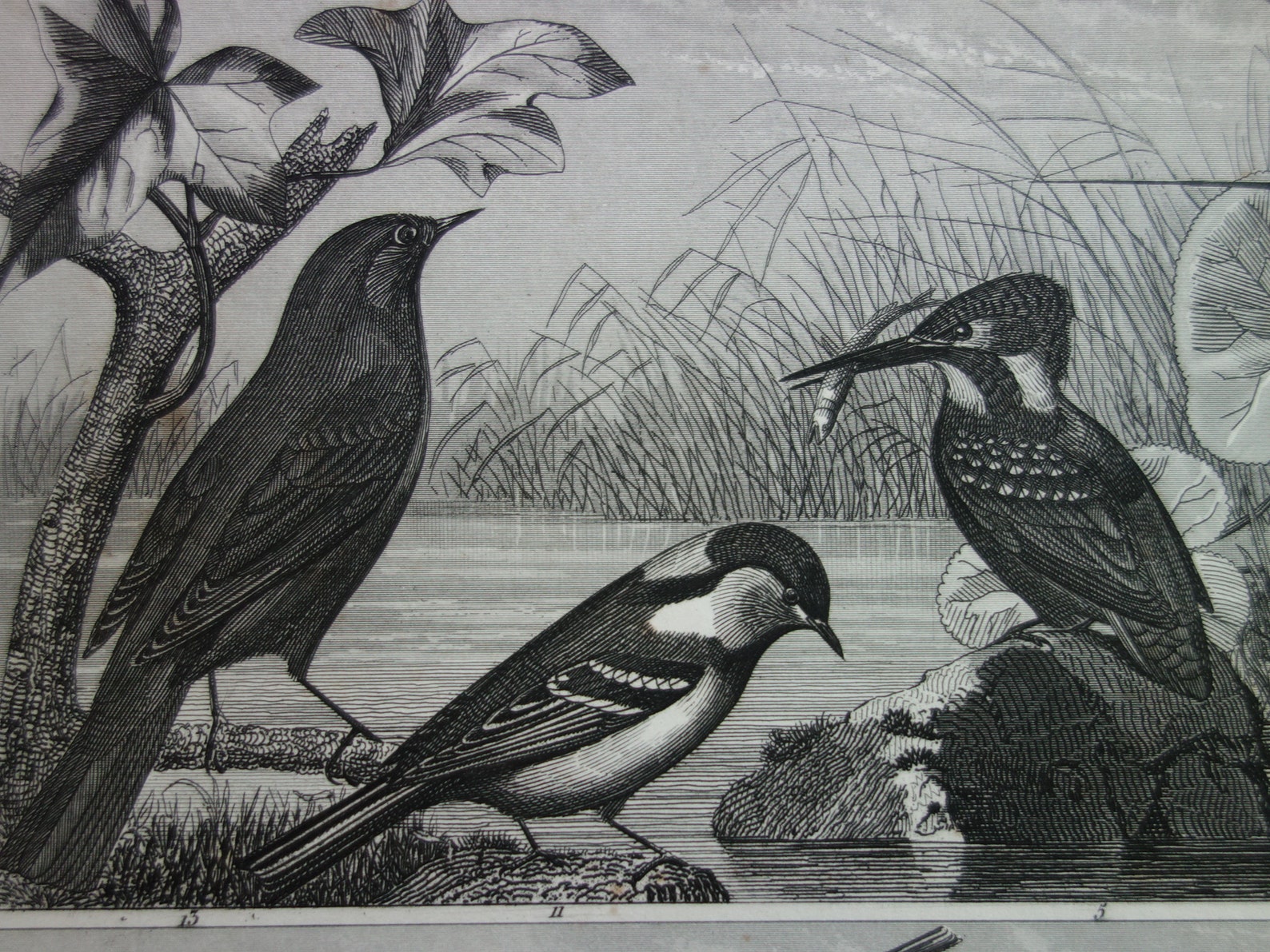 SPARROWS Old Bird Print 170 Years Antique Illustrations of - Etsy