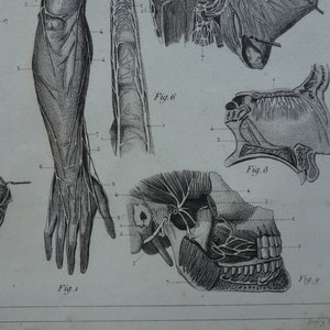 NERVOUS SYSTEM Antique Anatomy Print 1849 Original Old Anatomical ...