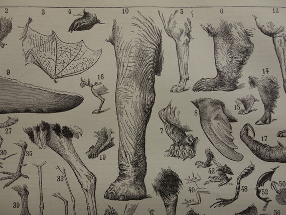PAWS Antique Pictures of Animal Legs 1902 Old French Fauna | Etsy