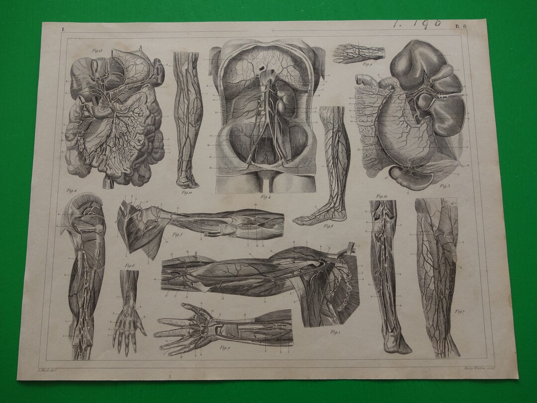 Old Anatomy Print ARTERIES Original Antique Anatomical Illustration of ...