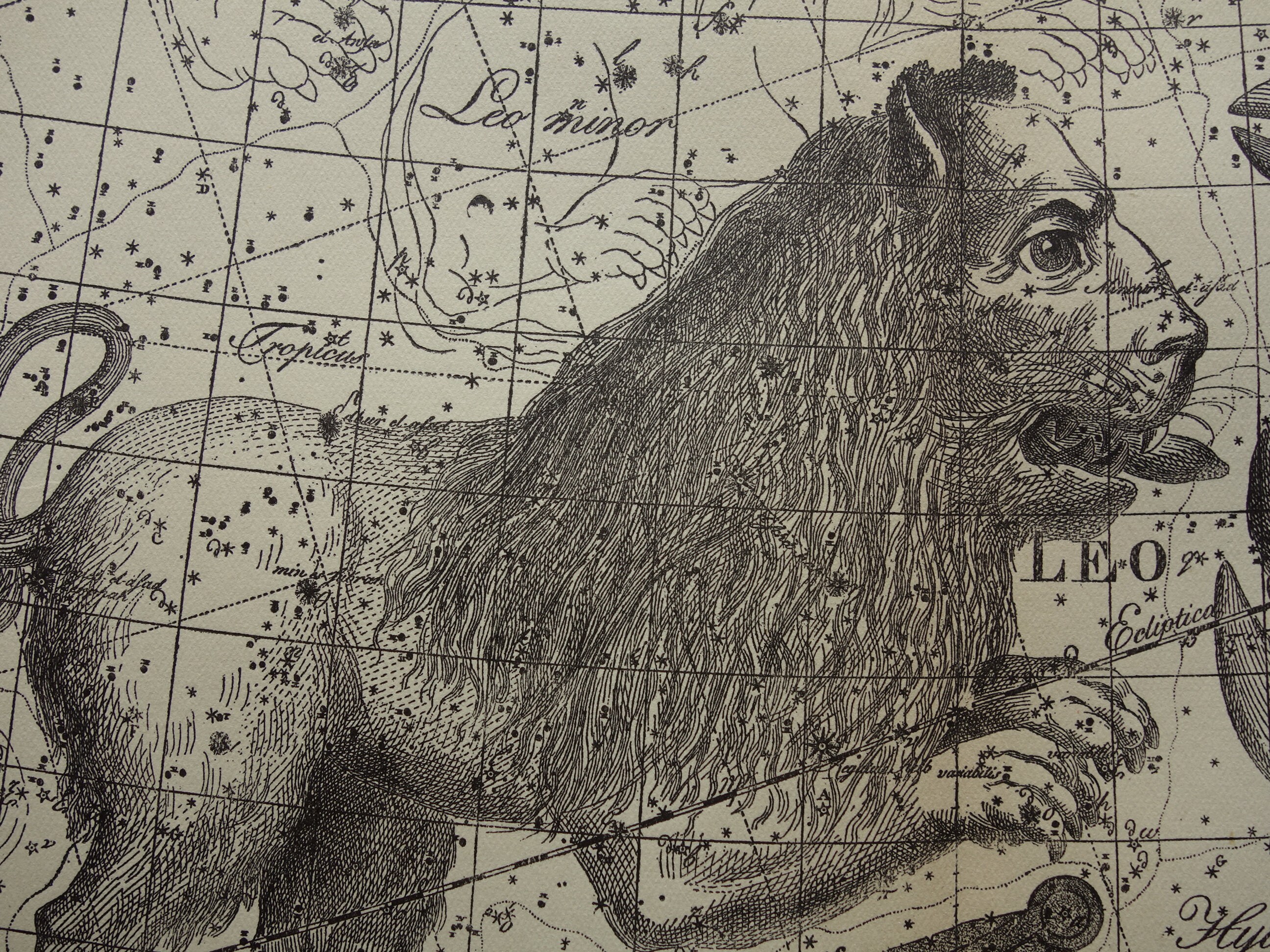 ASTROLOGY Antique Print Old Star Chart Vintage Astronomy Poster of Leo ...
