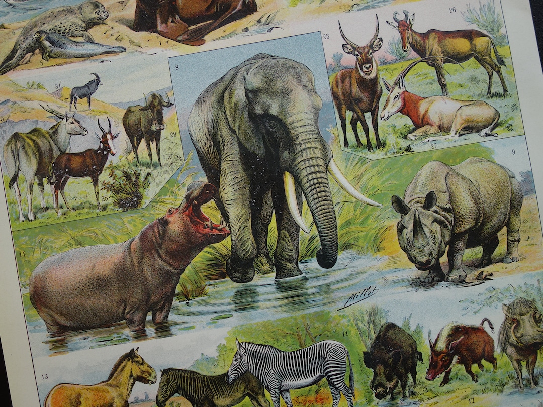 Old Animal Wildlife Print Pictures of Elephant Rhino Lion Tiger Monkeys ...