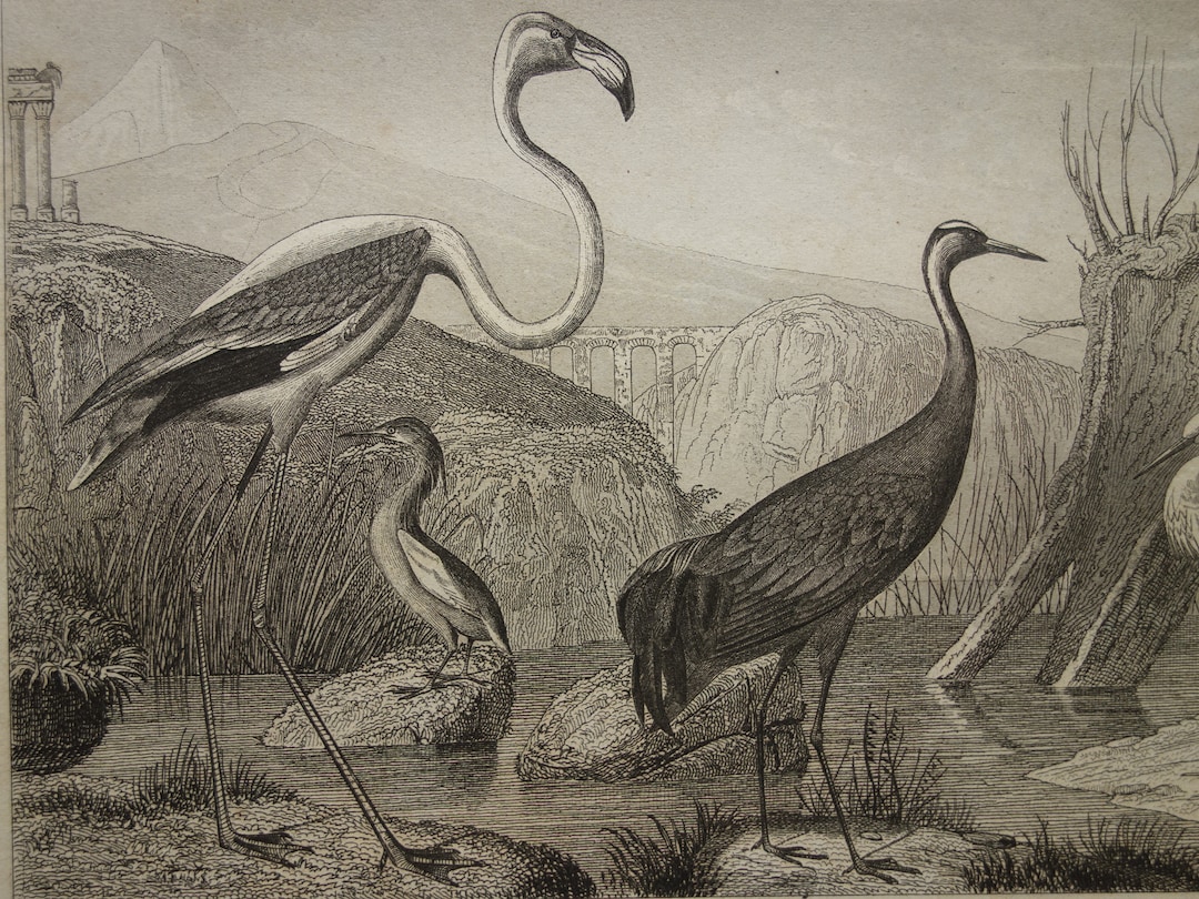 Old Bird Print of Stork Flamingo 1849 Antique Birds Prints Vintage ...