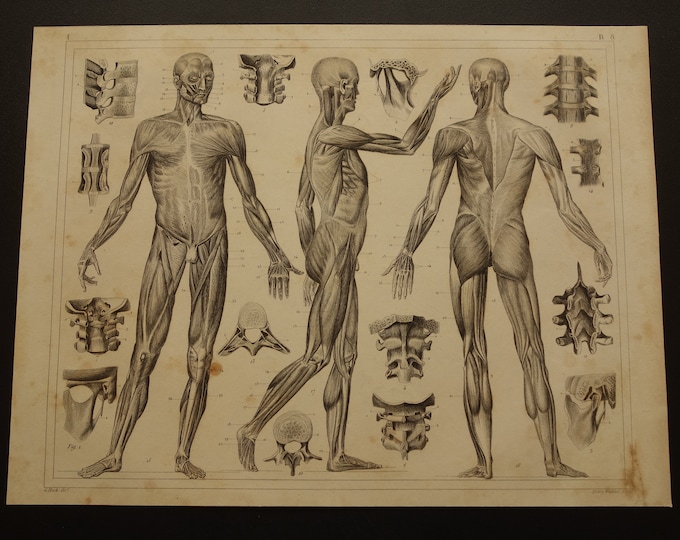 1849 Antique ANATOMY Print Original Old Anatomical Poster | Etsy
