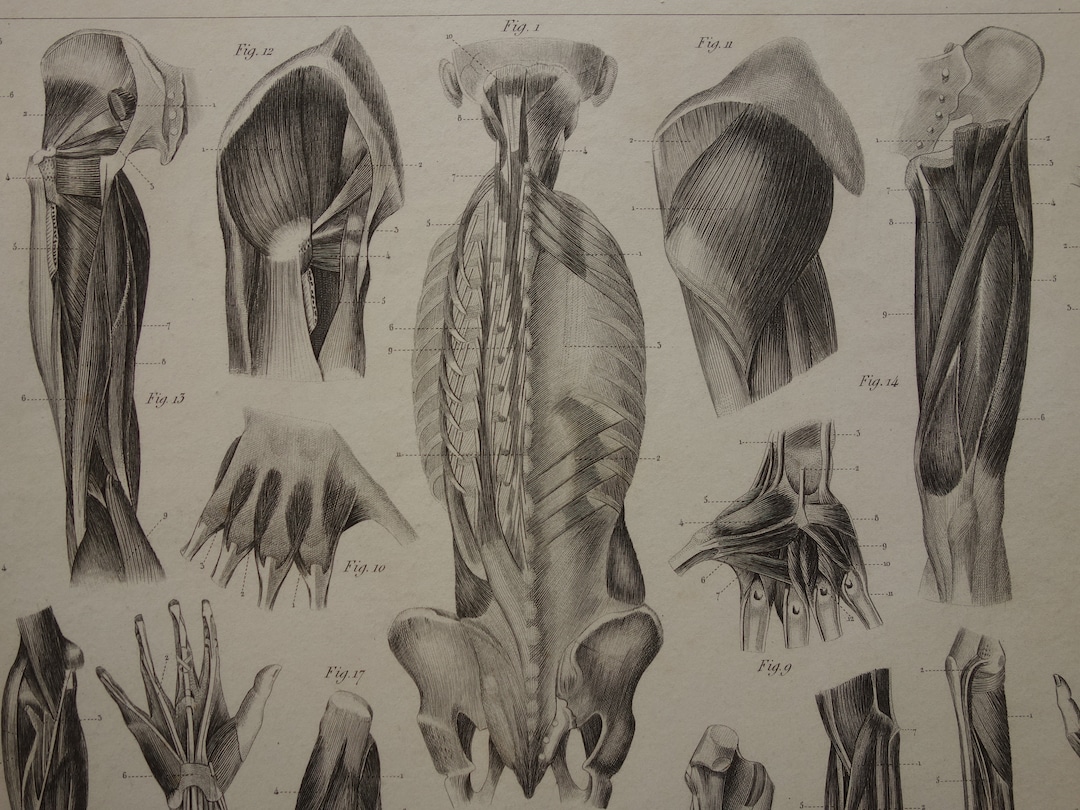 Antique Anatomy Print 175+ Years Old Anatomical Poster With Vintage ...