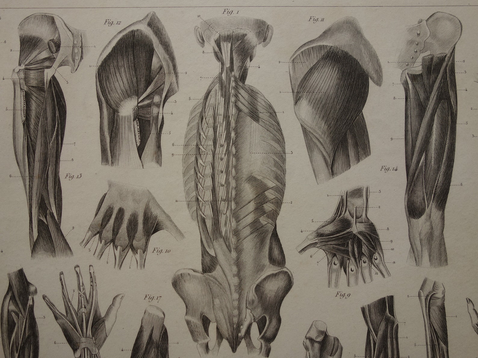 Antique Anatomy Print 170 Years Old Anatomical Poster With - Etsy