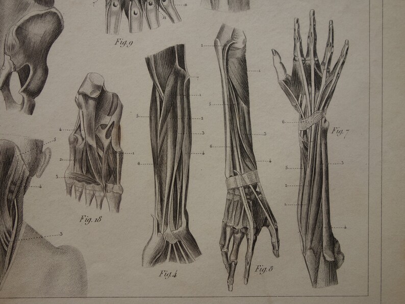 Antique Anatomy Print 170 Years Old Anatomical Poster With - Etsy