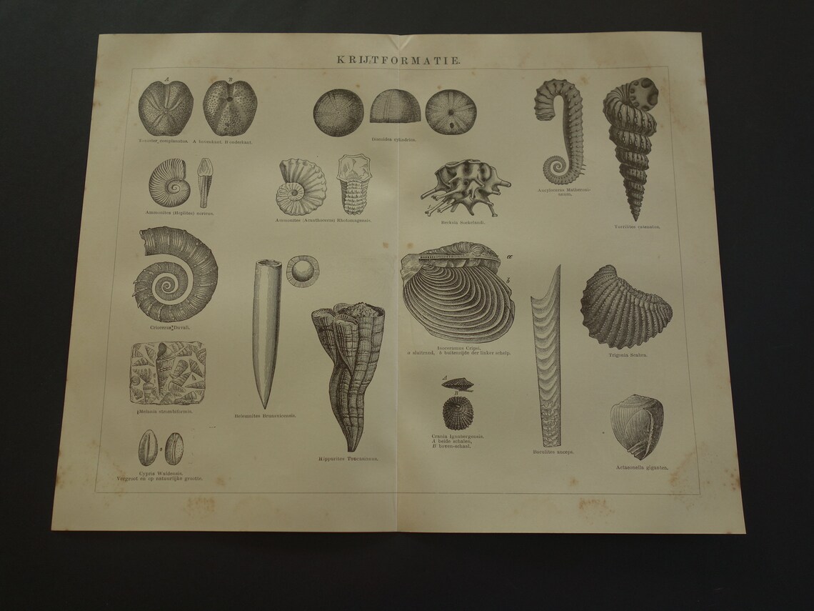 Vintage FOSSIL Print Original 1909 Old Pictures of Fossils - Etsy