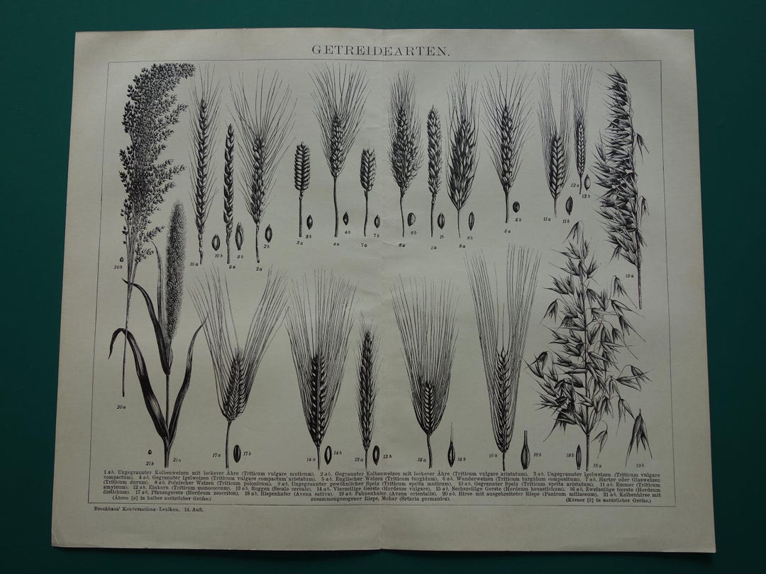 GRAINS Old Botanical Print of Grain 1905 Original German Botany ...
