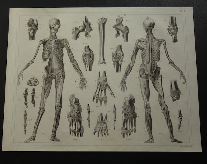1849 Antique Anatomy Print SKELETON Original Old Anatomical ...