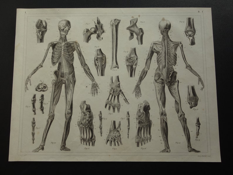 1849 Antique Anatomy Print SKELETON Original Old Anatomical - Etsy