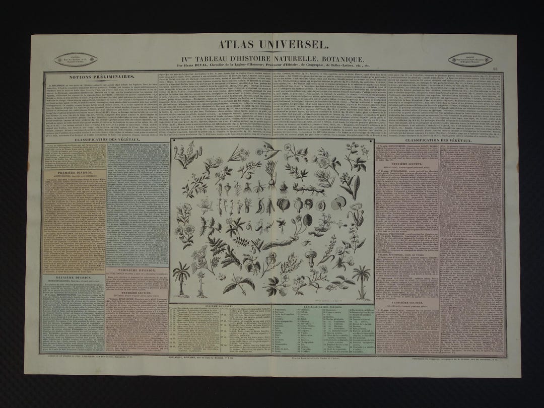 Old Botanical Print 1837 Large Original Antique Illustration Botany ...
