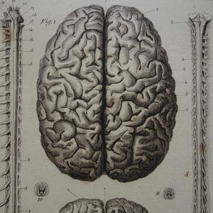 BRAIN Old Print 1849 Antique Anatomy Poster Vintage Pictures of Nervous ...