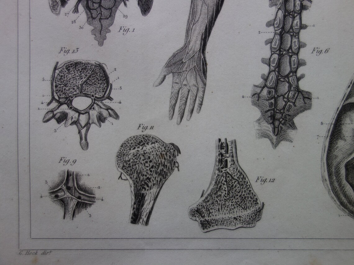 SPINE Antique Anatomy Print 1849 Original Old Anatomical | Etsy