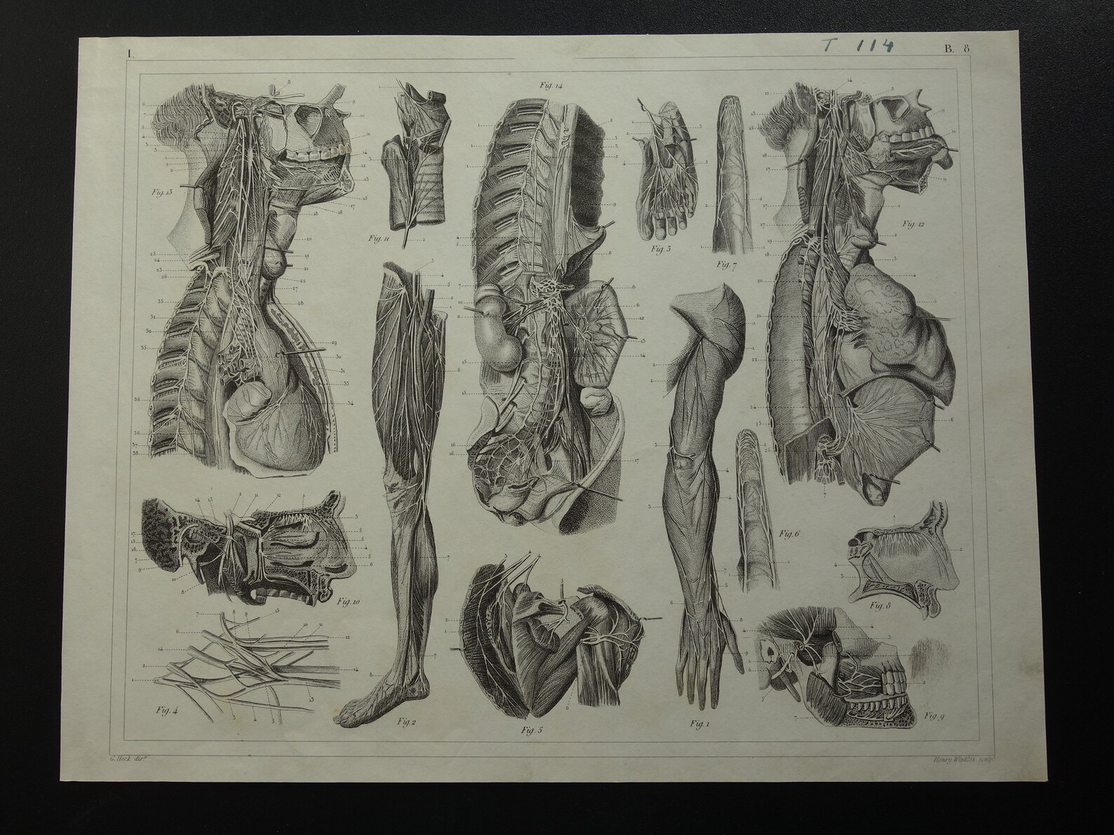NERVOUS SYSTEM Antique Anatomy Print 1849 Original Old - Etsy