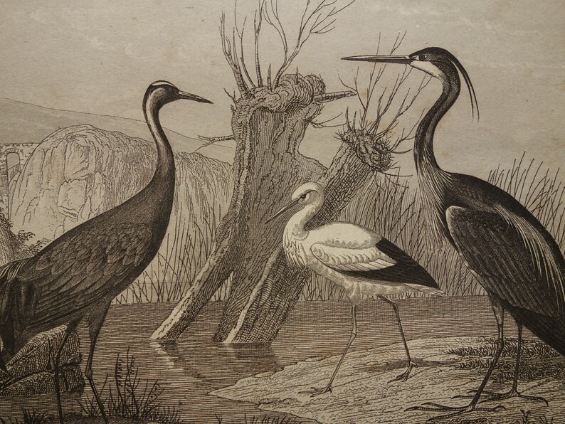 Old Bird Print of Stork Flamingo 1849 Antique Birds Prints - Etsy