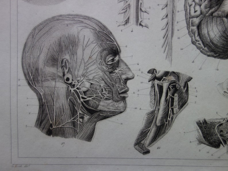 BRAIN old print 1849 antique anatomy poster vintage pictures | Etsy