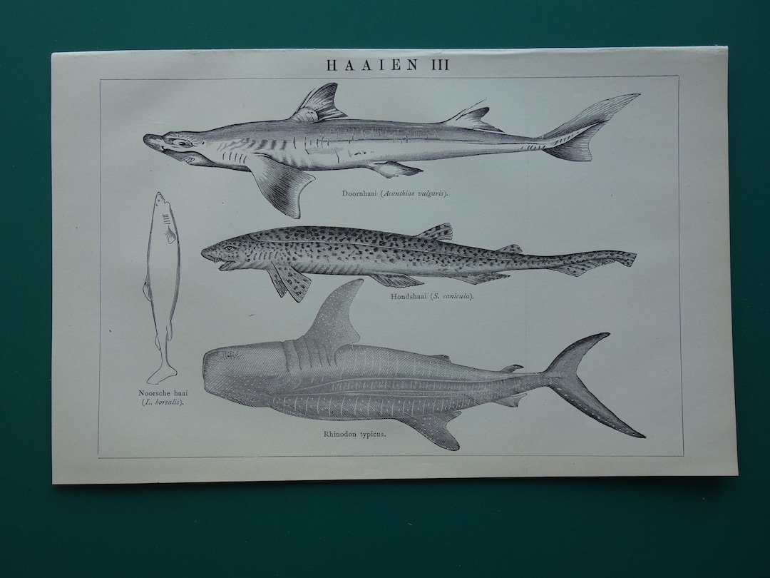 SHARKS Old Print Set of Two Shark Prints 1917 Original Antique ...