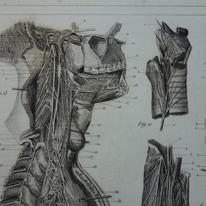 NERVOUS SYSTEM Antique Anatomy Print 1849 Original Old Anatomical ...