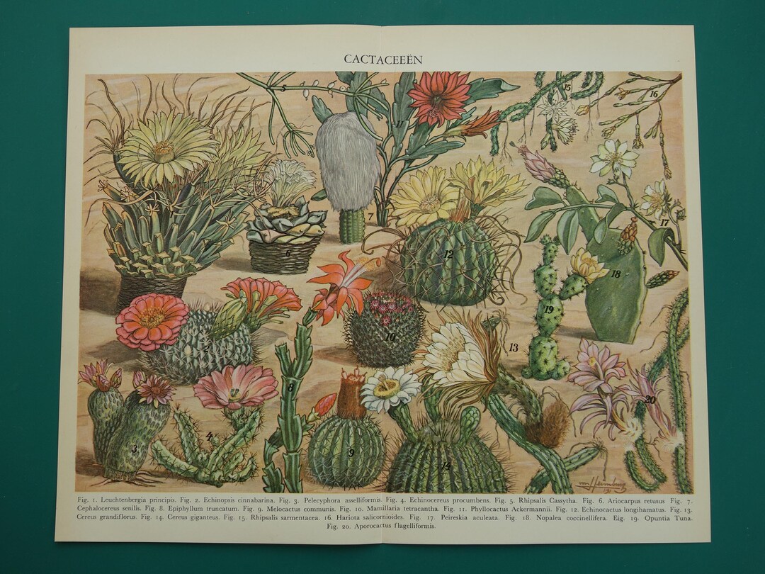Old Botanical Print Lovely Original Vintage Floral Illustration Cactus ...
